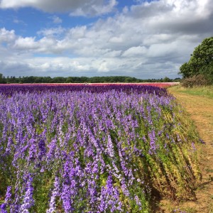 The Real Flower Confetti Field | Cosy Life