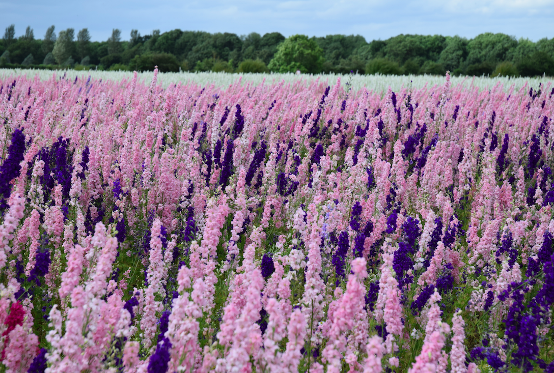 The Real Flower Confetti Field | Cosy Life