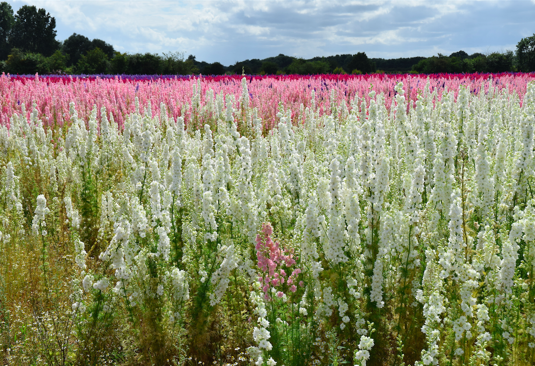 The Real Flower Confetti Field | Cosy Life