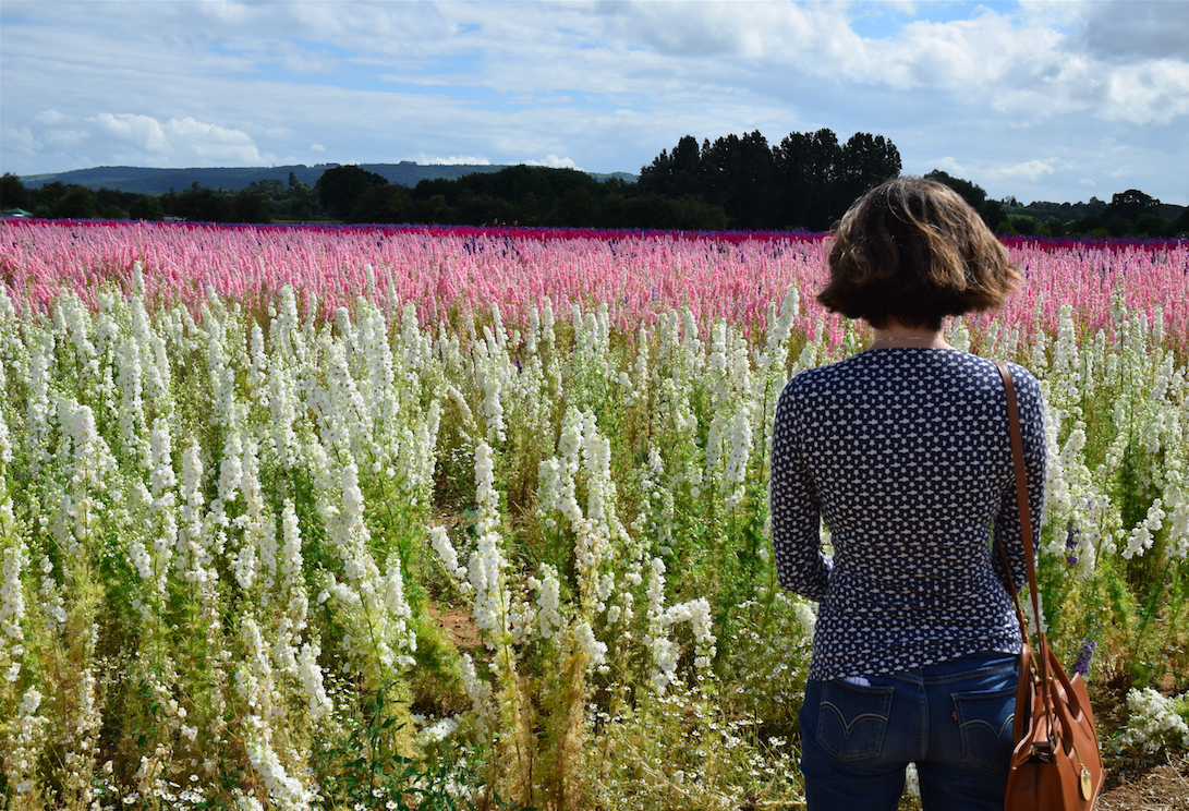 The Real Flower Confetti Field | Cosy Life